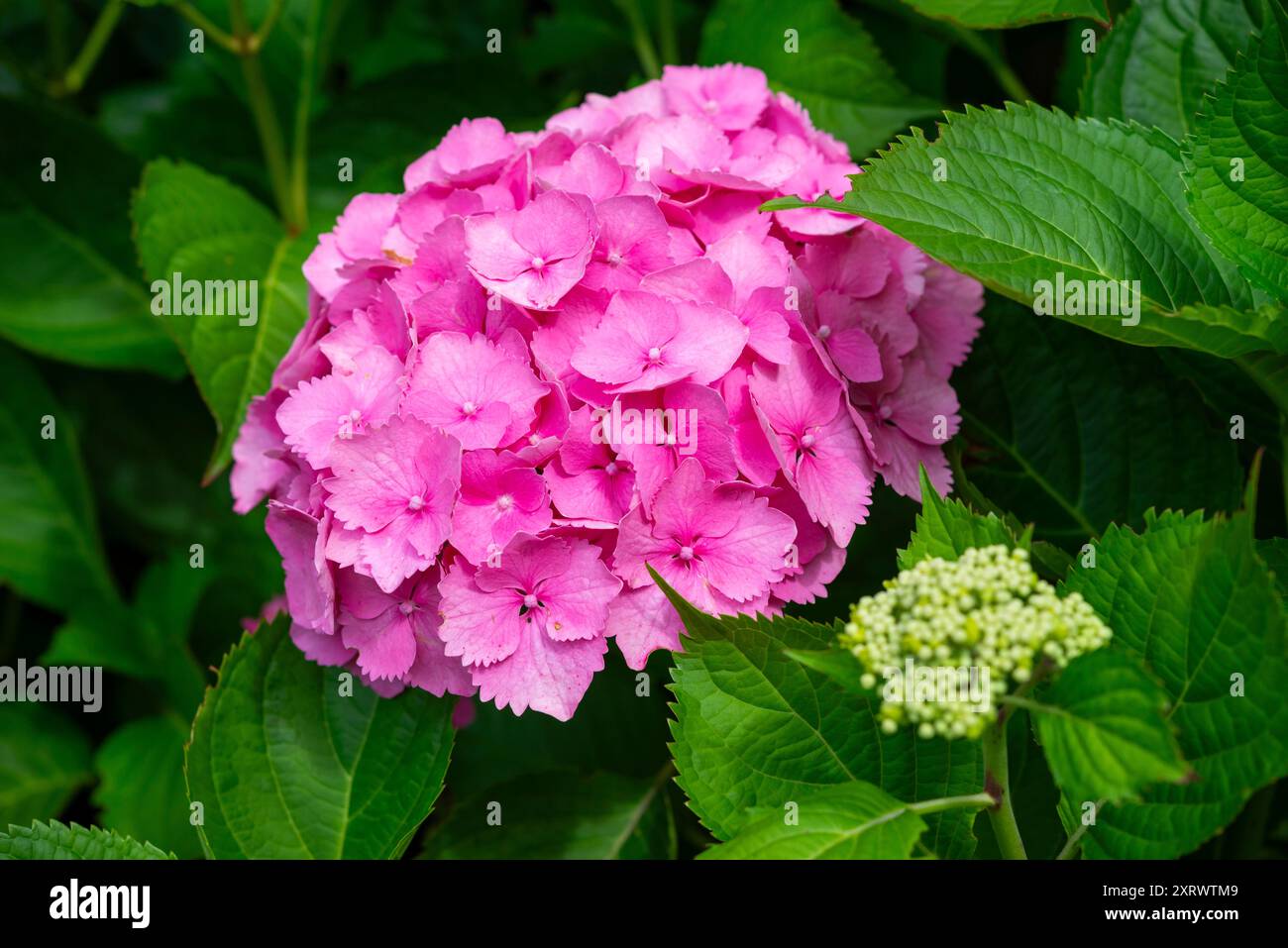 Hydrangea with large heads of pink flowers with fringed petals Stock ...
