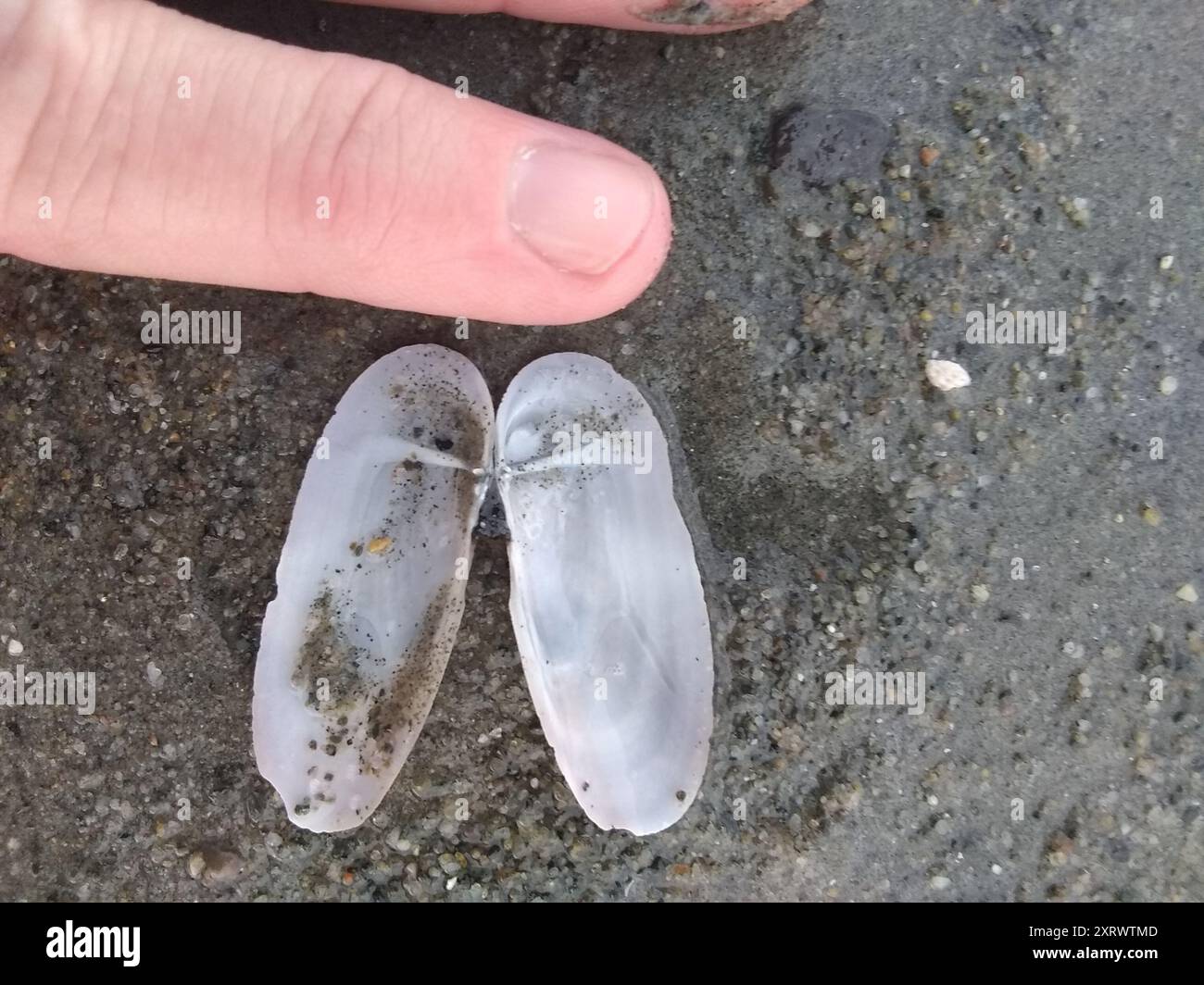 Atlantic Razor (Siliqua costata) Mollusca Stock Photo - Alamy