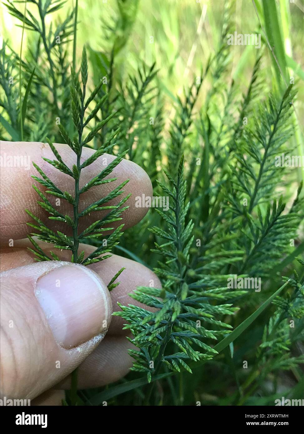 Fern-grass (Catapodium rigidum) Plantae Stock Photo - Alamy