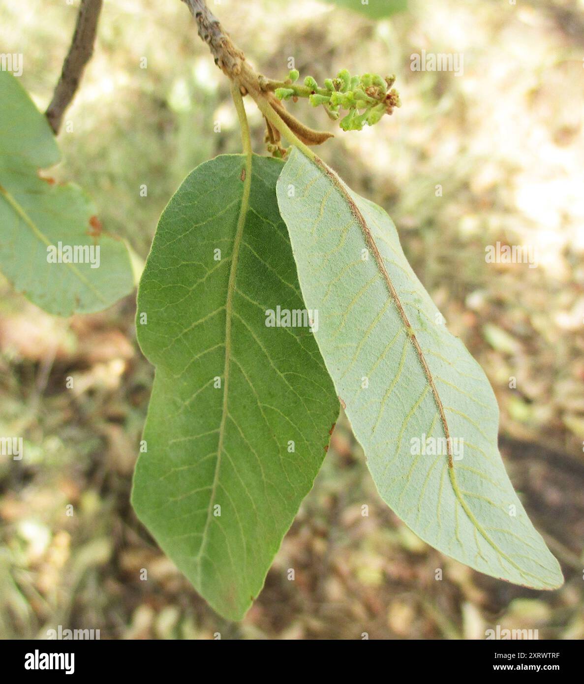 Pappea capensis hi-res stock photography and images - Alamy