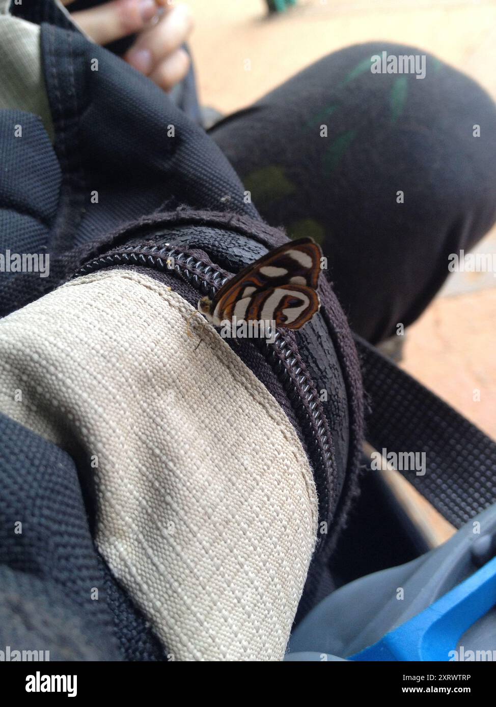 Small-eyed Sailor (Dynamine artemisia) Insecta Stock Photo - Alamy