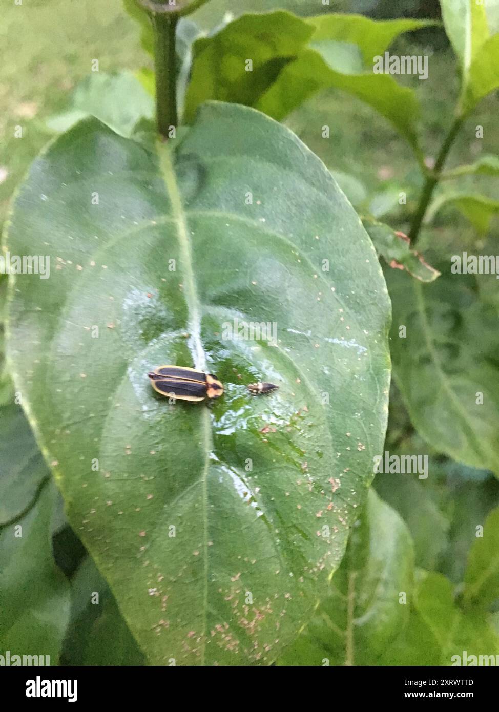 typical fireflies (Lampyrinae) Insecta Stock Photo - Alamy