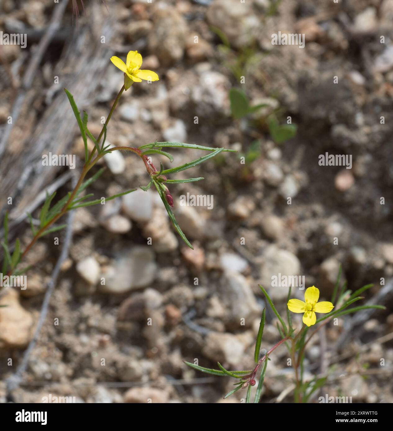 evening primrose family (Onagraceae) Plantae Stock Photo - Alamy