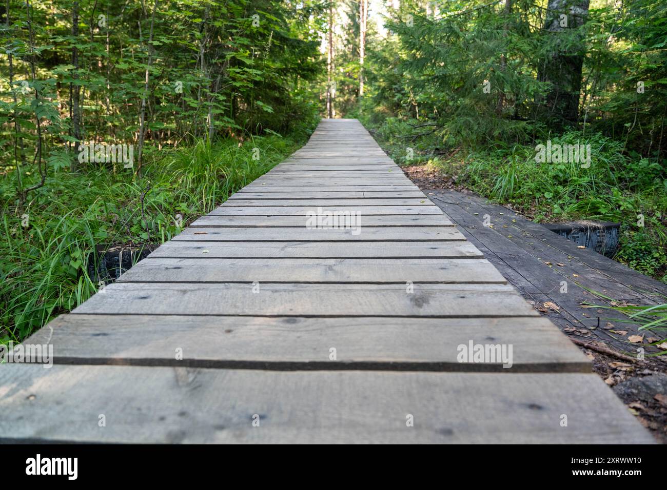 A wooden pathway guides through dense greenery and tall trees Stock ...