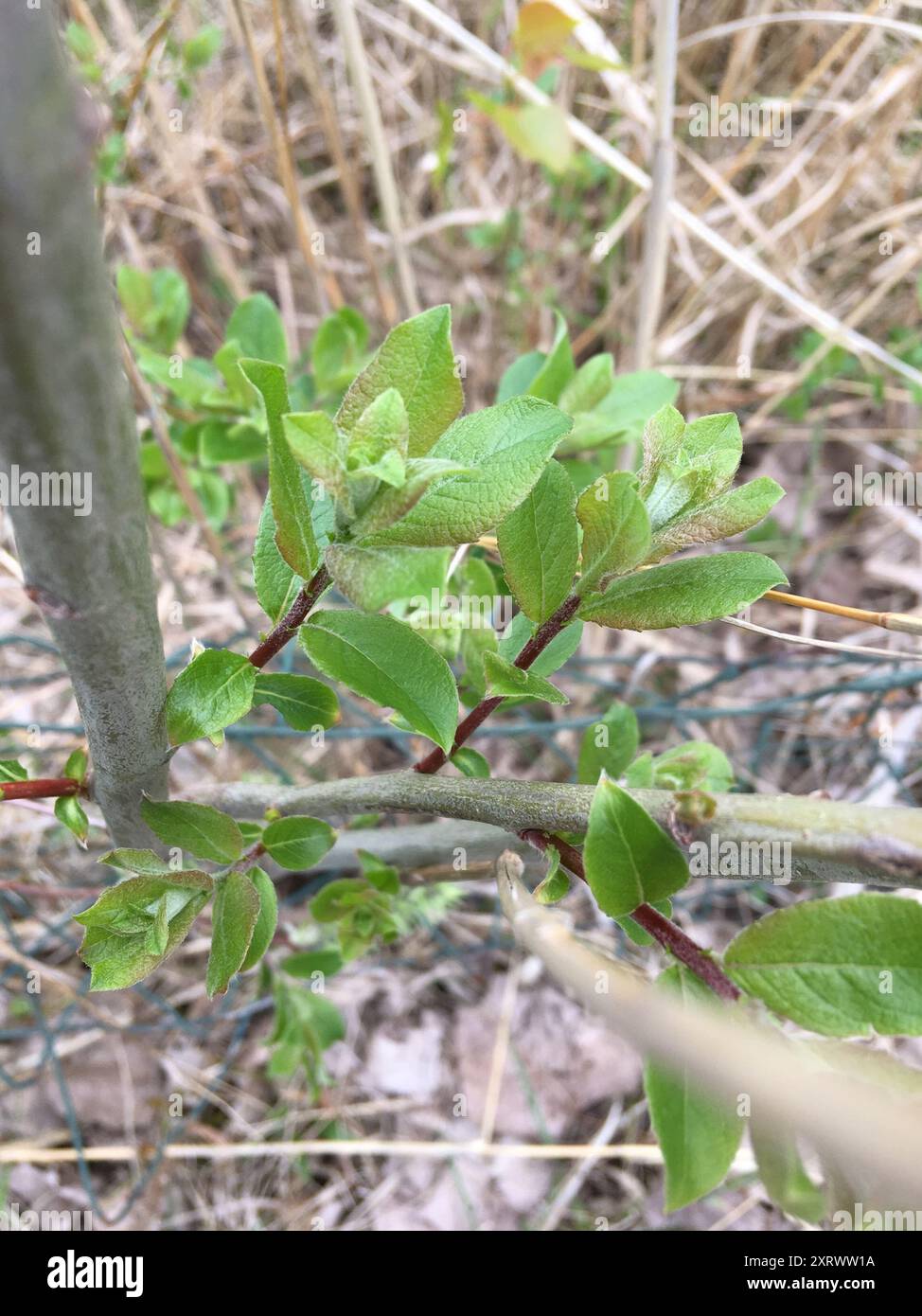 Rusty Willow (Salix atrocinerea) Plantae Stock Photo - Alamy