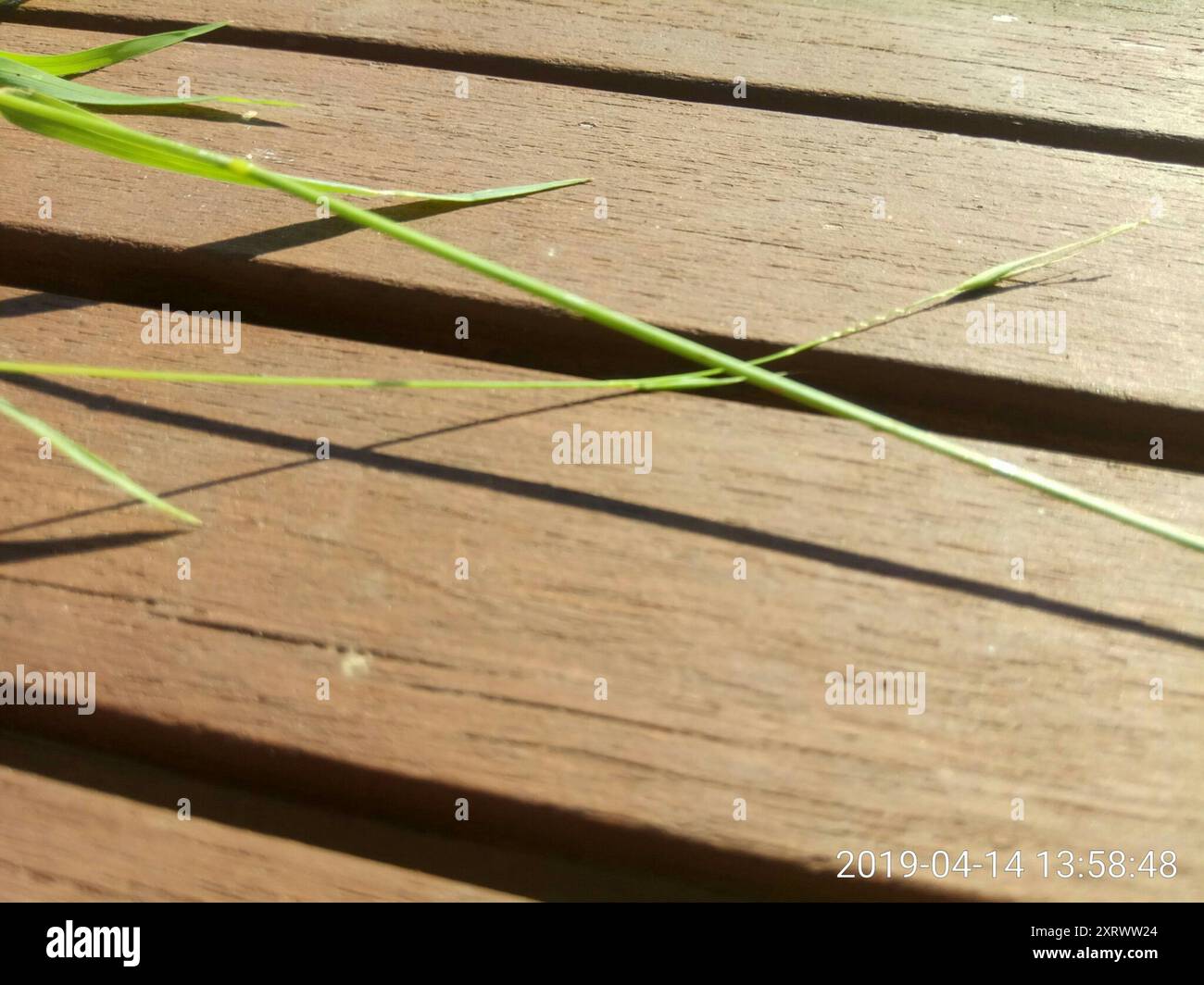 Weeping-grass (Microlaena stipoides) Plantae Stock Photo - Alamy