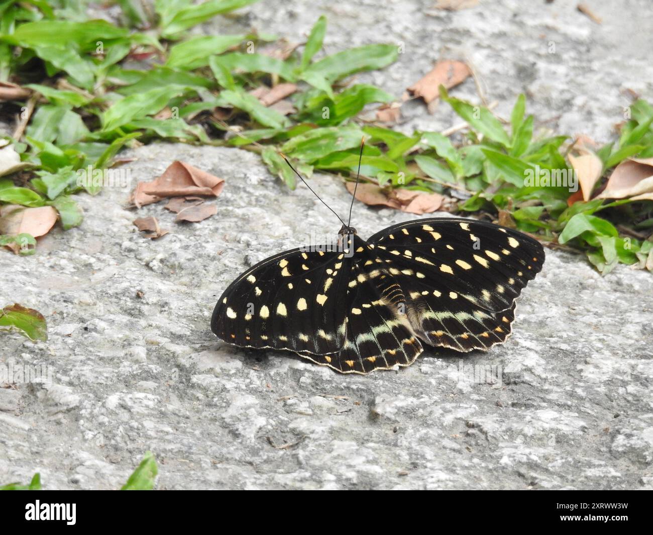 Common Archduke (Lexias pardalis) Insecta Stock Photo - Alamy