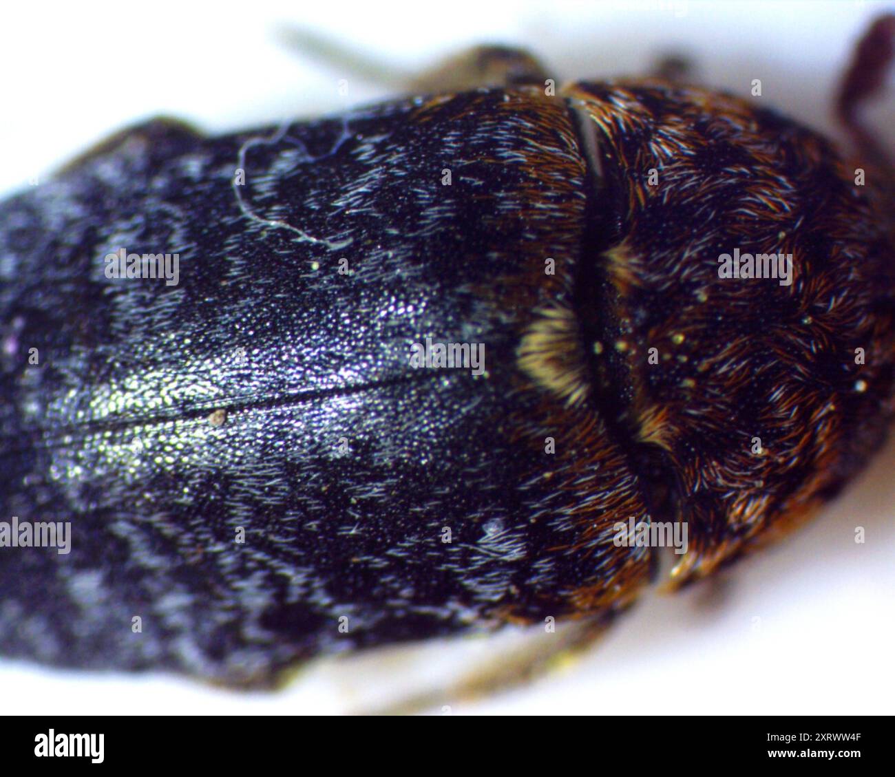 Tallow and hide hi-res stock photography and images - Alamy