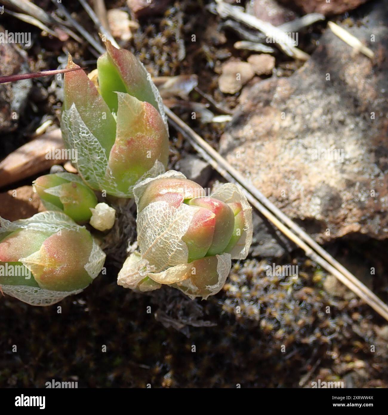 Namaqua Skeletonfig (Mesembryanthemum tortuosum) Plantae Stock Photo ...
