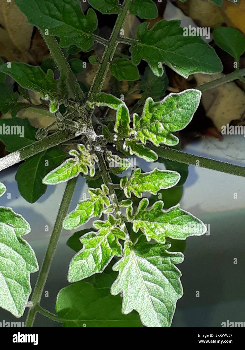 tomato (Solanum lycopersicum) Plantae Stock Photo - Alamy