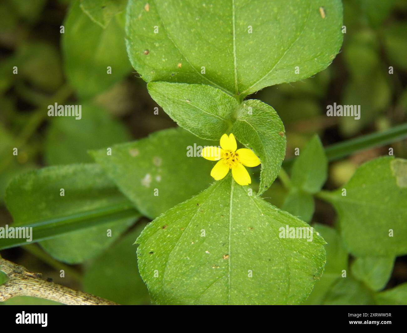 straggler daisy (Calyptocarpus vialis) Plantae Stock Photo - Alamy