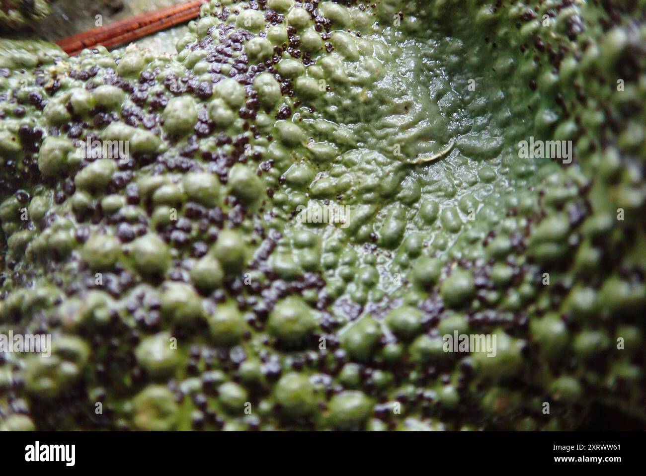 Common Toadskin Lichen (Lasallia papulosa) Fungi Stock Photo - Alamy