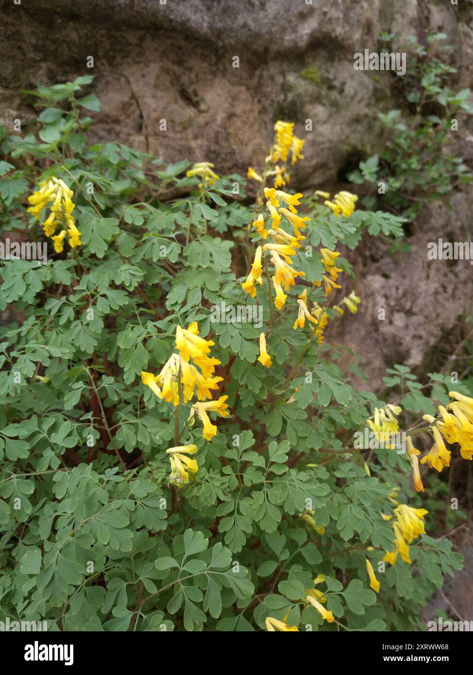 Yellow Fumitory (Pseudofumaria lutea) Plantae Stock Photo - Alamy