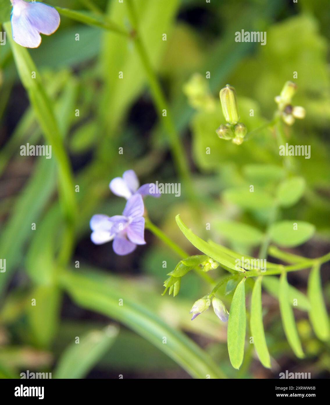slender vetch (Vicia ludoviciana) Plantae Stock Photo - Alamy
