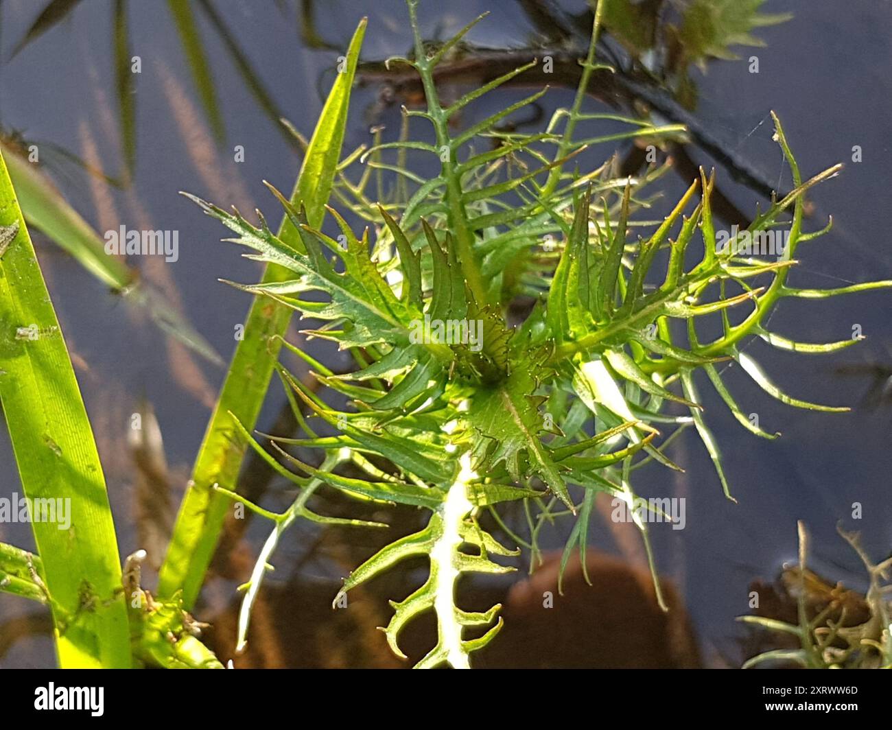 Amphibious Yellowcress (Rorippa amphibia) Plantae Stock Photo - Alamy