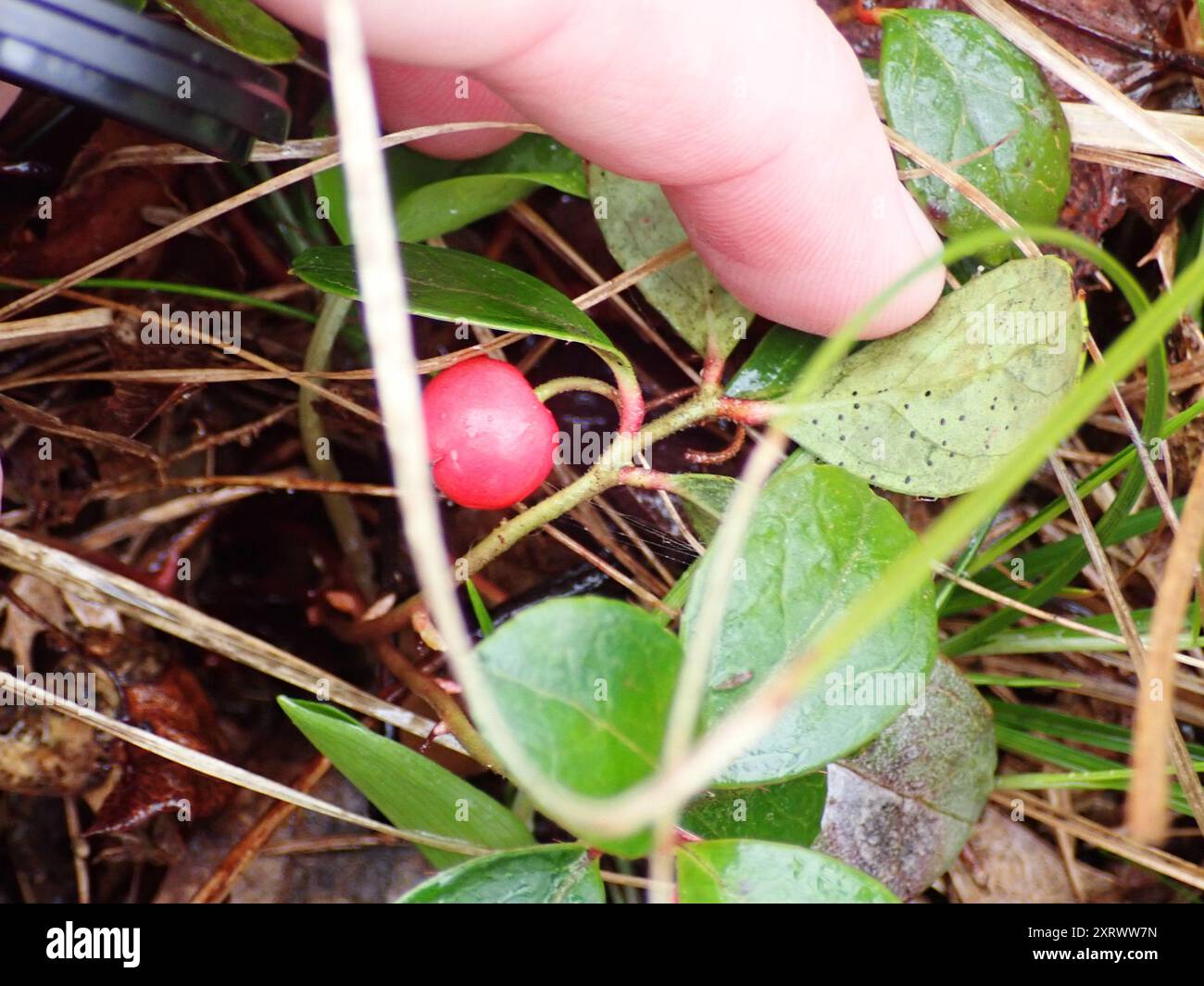 Eastern Teaberry (Gaultheria procumbens) Plantae Stock Photo - Alamy