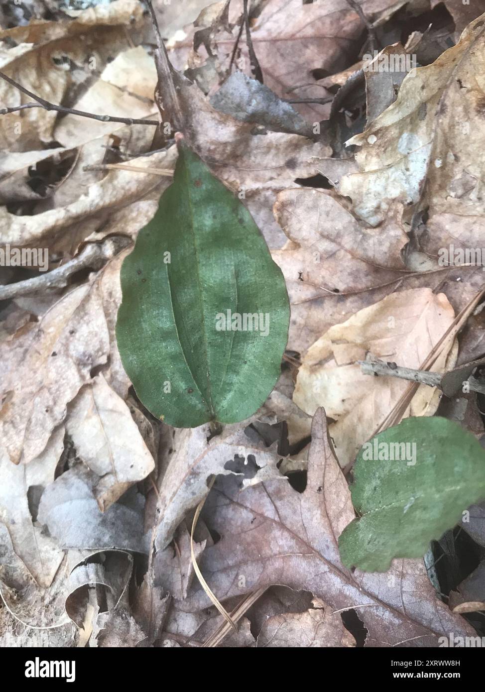 crane-fly orchid (Tipularia discolor) Plantae Stock Photo - Alamy