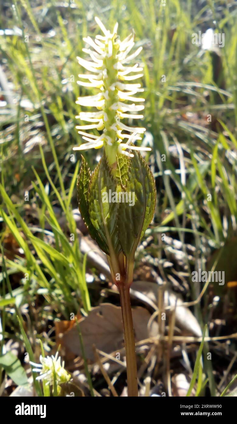 Single-spike chloranthus (Chloranthus quadrifolius) Plantae Stock Photo ...