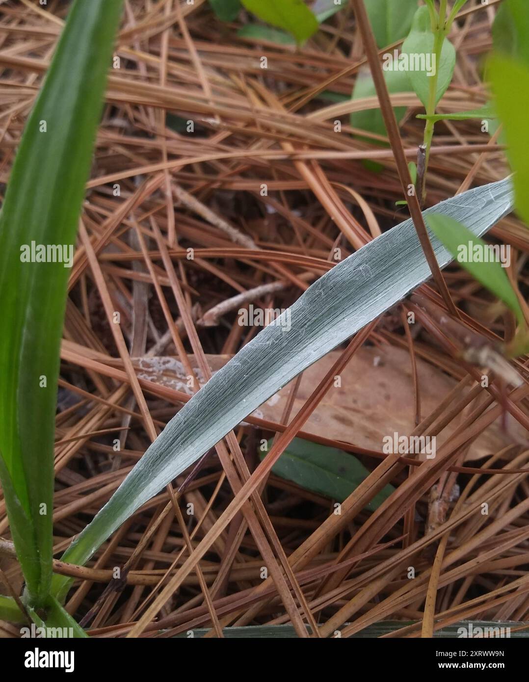 flowering plants (Angiospermae) Plantae Stock Photo - Alamy
