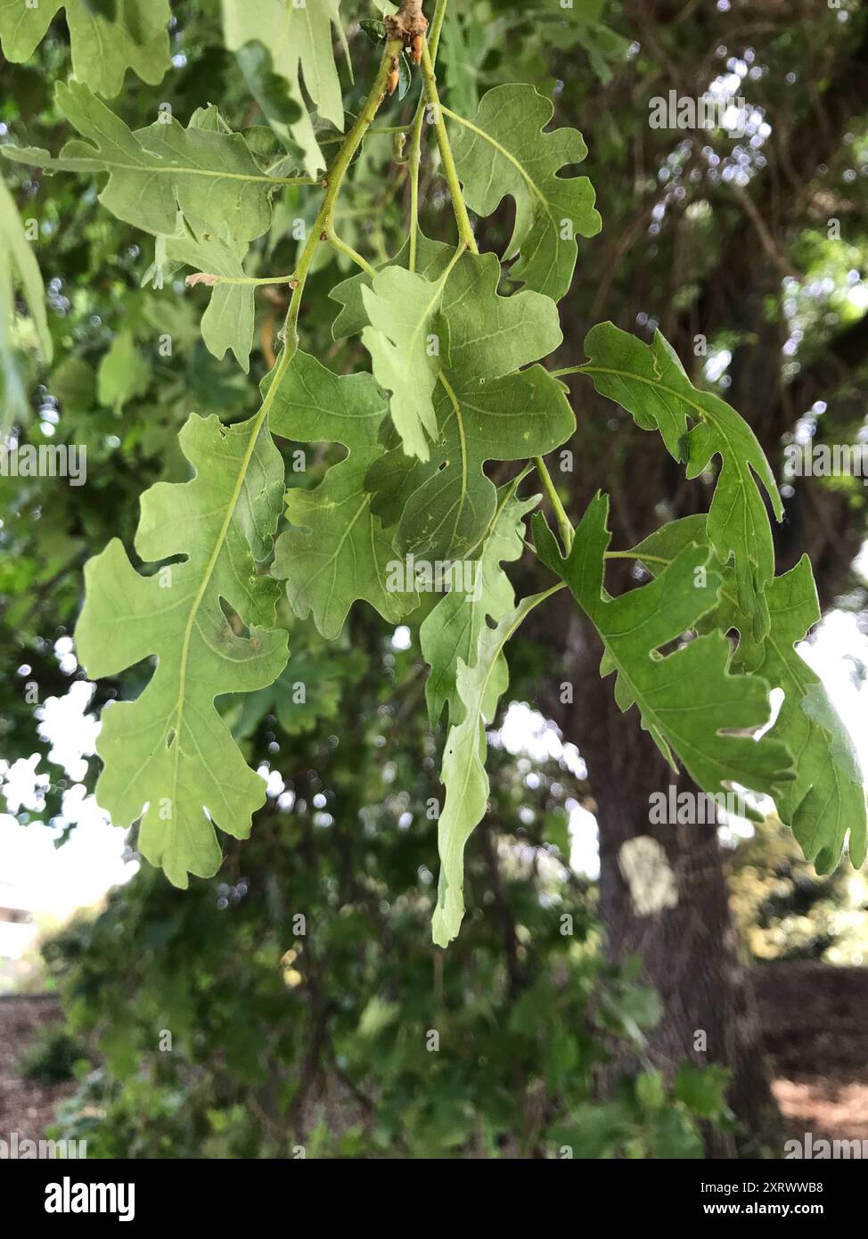 valley oak (Quercus lobata) Plantae Stock Photo - Alamy