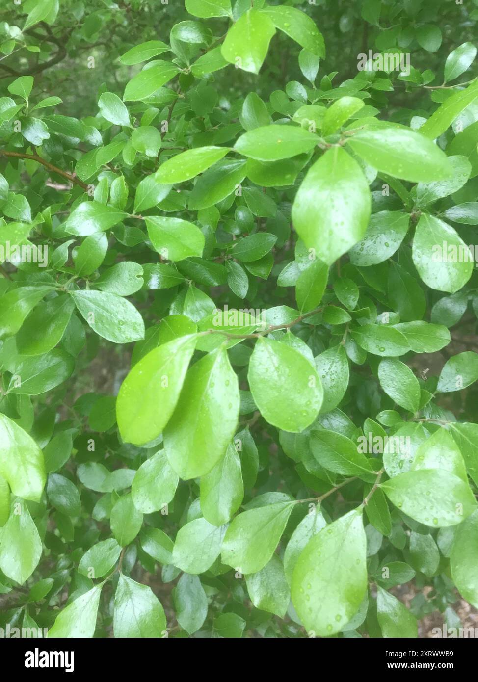 sparkleberry (Vaccinium arboreum) Plantae Stock Photo - Alamy