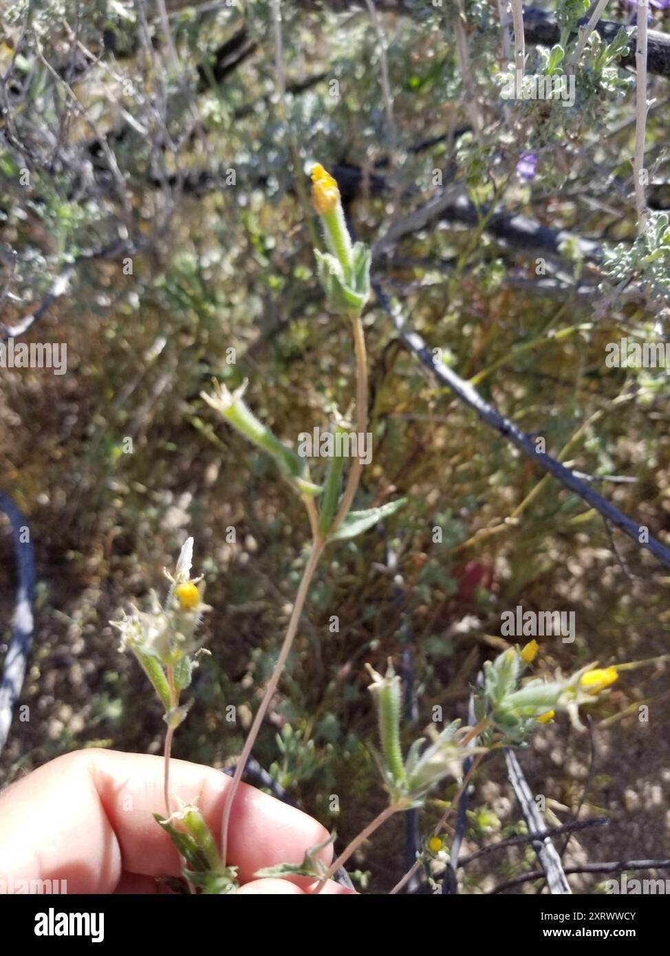 Whitestem Blazingstar (Mentzelia albicaulis) Plantae Stock Photo - Alamy