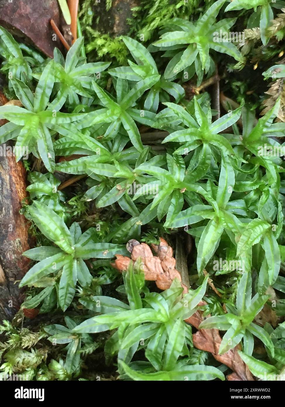 Catherine's moss (Atrichum undulatum) Plantae Stock Photo - Alamy