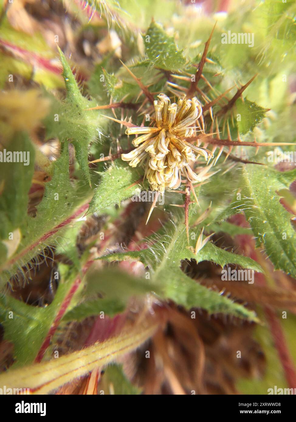 blessed thistle (Centaurea benedicta) Plantae Stock Photo - Alamy