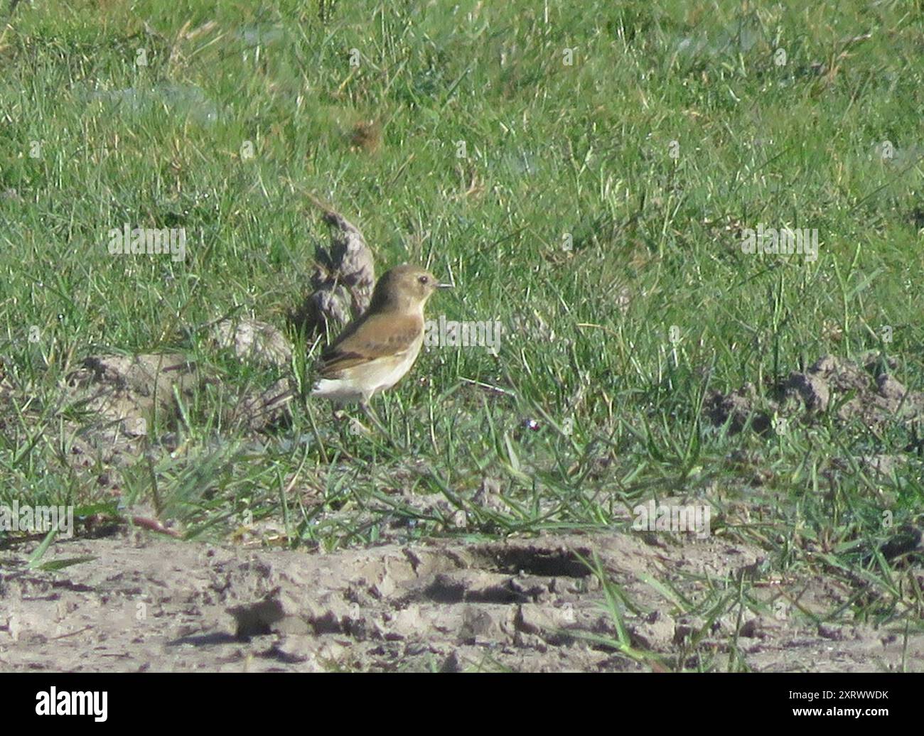 Austral negrito lessonia rufa hi-res stock photography and images - Alamy