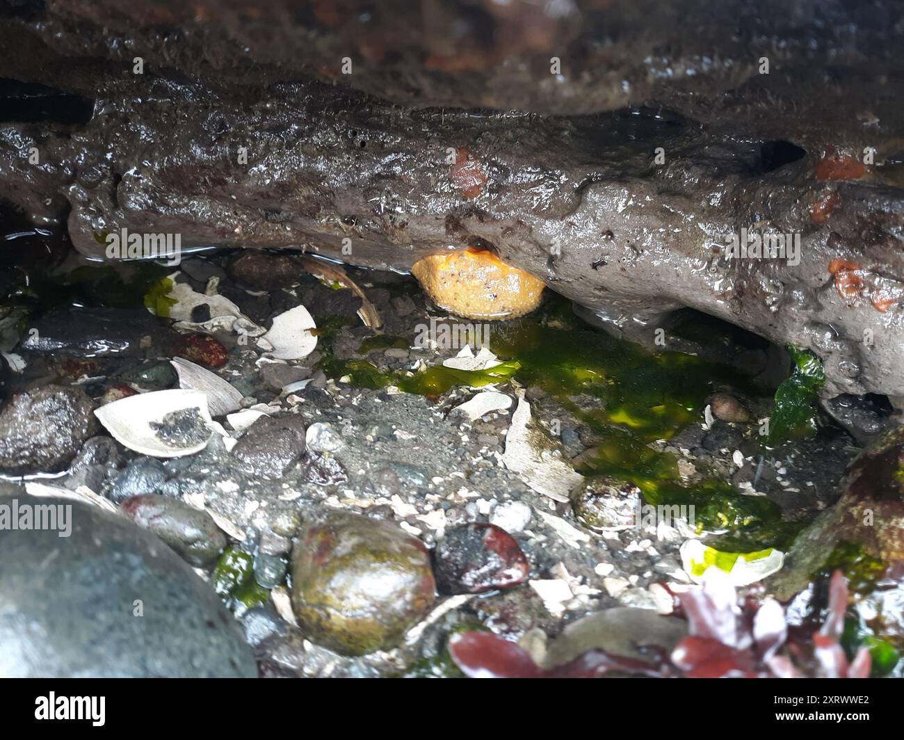 Monterey Dorid (Doris montereyensis) Mollusca Stock Photo - Alamy