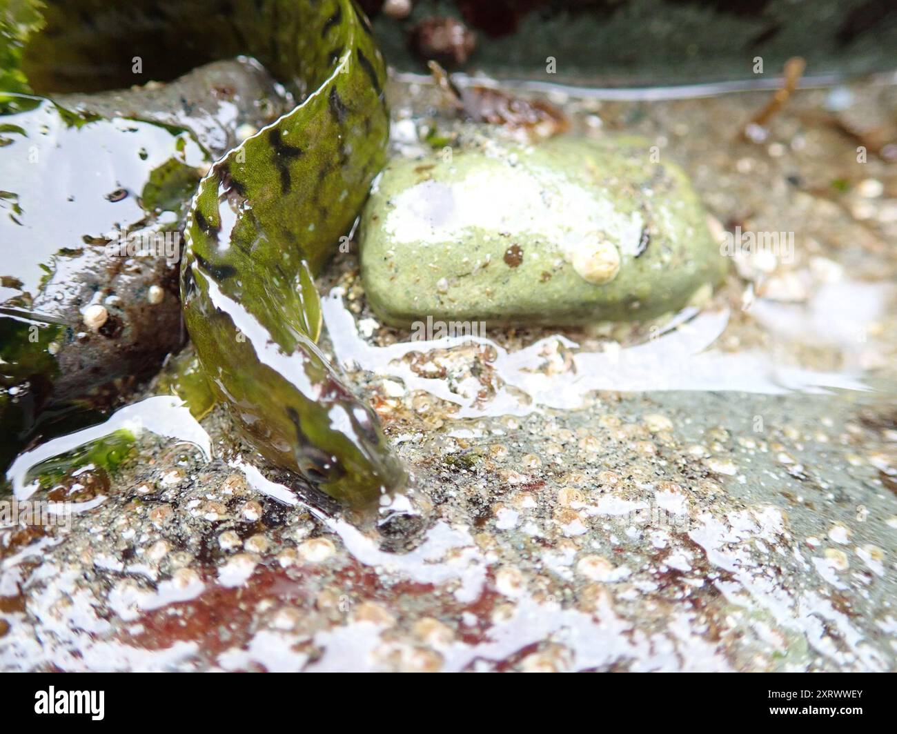 Penpoint Gunnel (Apodichthys flavidus) Actinopterygii Stock Photo - Alamy
