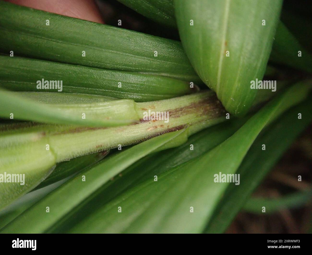 (Lilium longiflorum scabrum) Plantae Stock Photo - Alamy