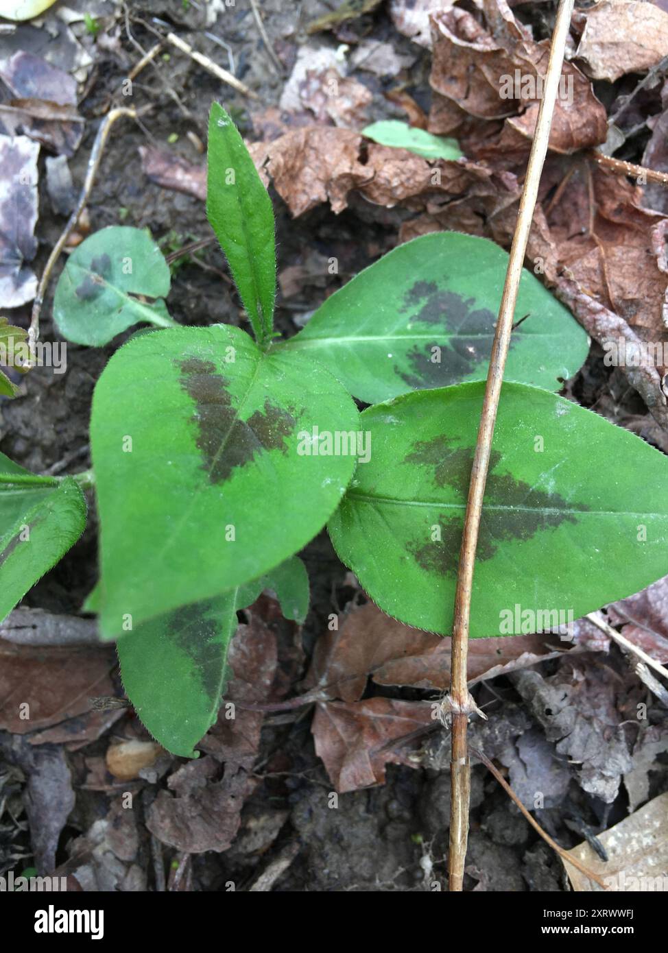 American jumpseed (Persicaria virginiana) Plantae Stock Photo - Alamy