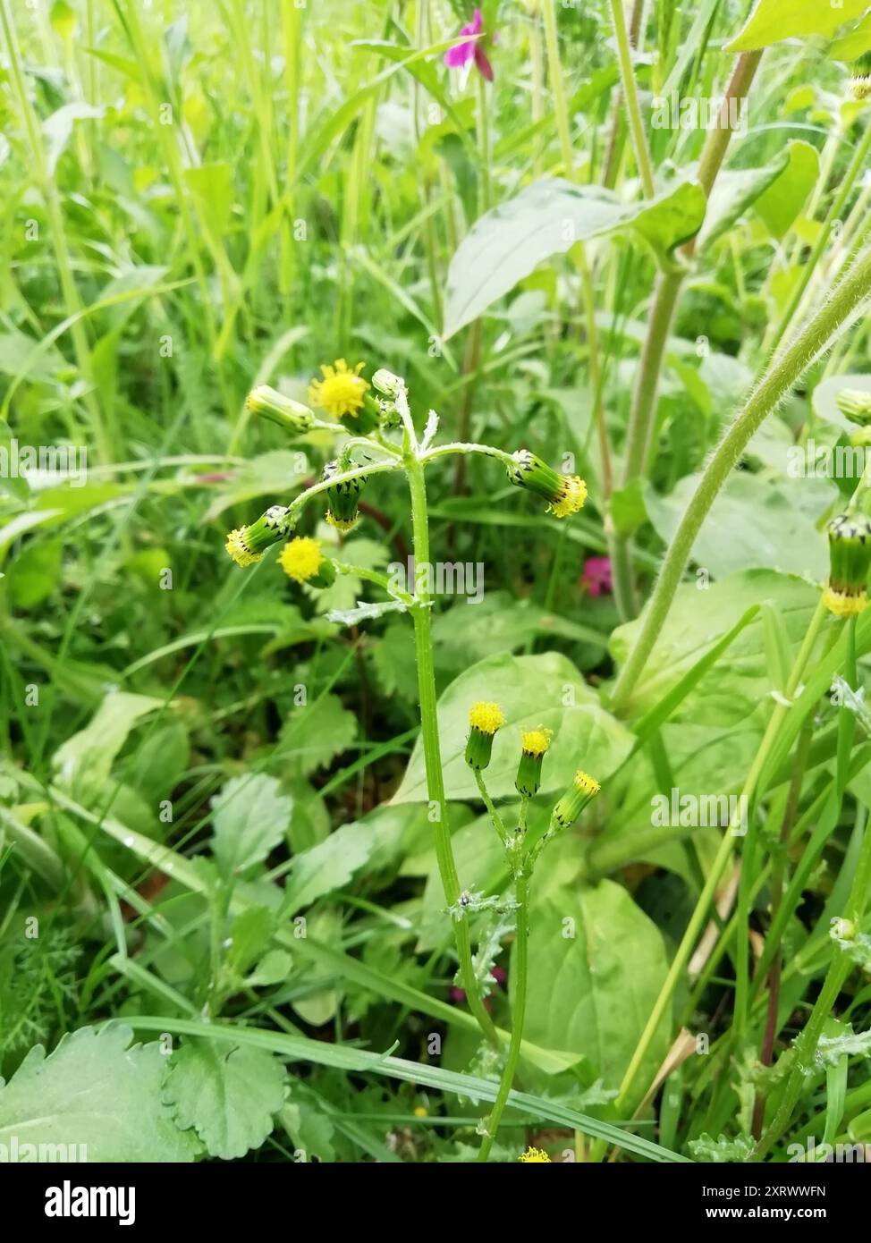 common groundsel (Senecio vulgaris) Plantae Stock Photo - Alamy