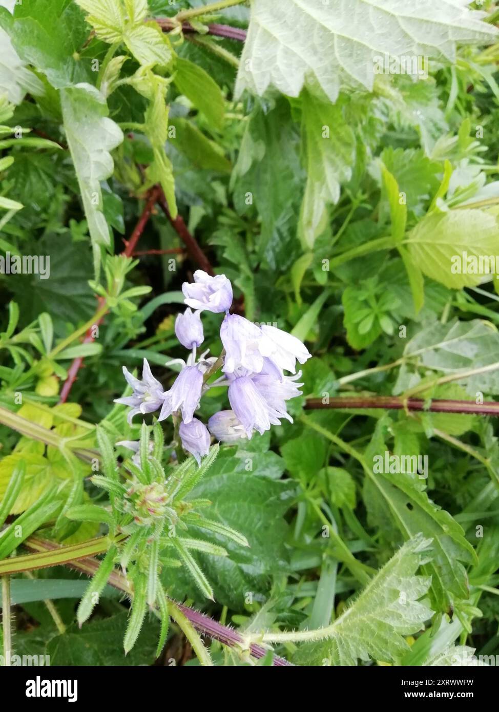 Hyacinth subfamily (Scilloideae) Plantae Stock Photo - Alamy