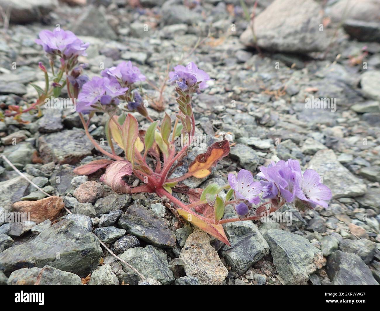 divaricate phacelia (Phacelia divaricata) Plantae Stock Photo - Alamy