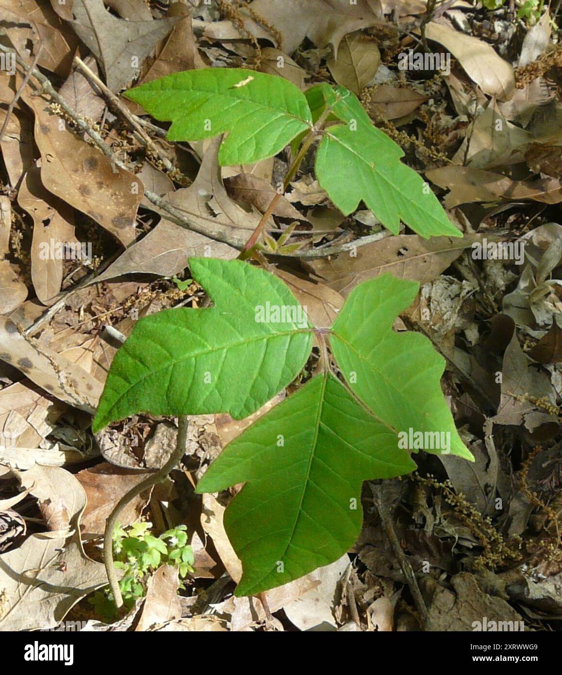 eastern poison ivy (Toxicodendron radicans) Plantae Stock Photo - Alamy