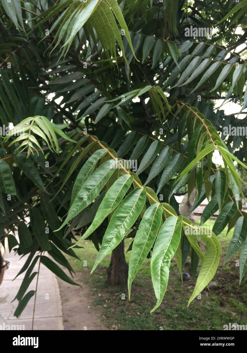 dicots (Magnoliopsida) Plantae Stock Photo - Alamy