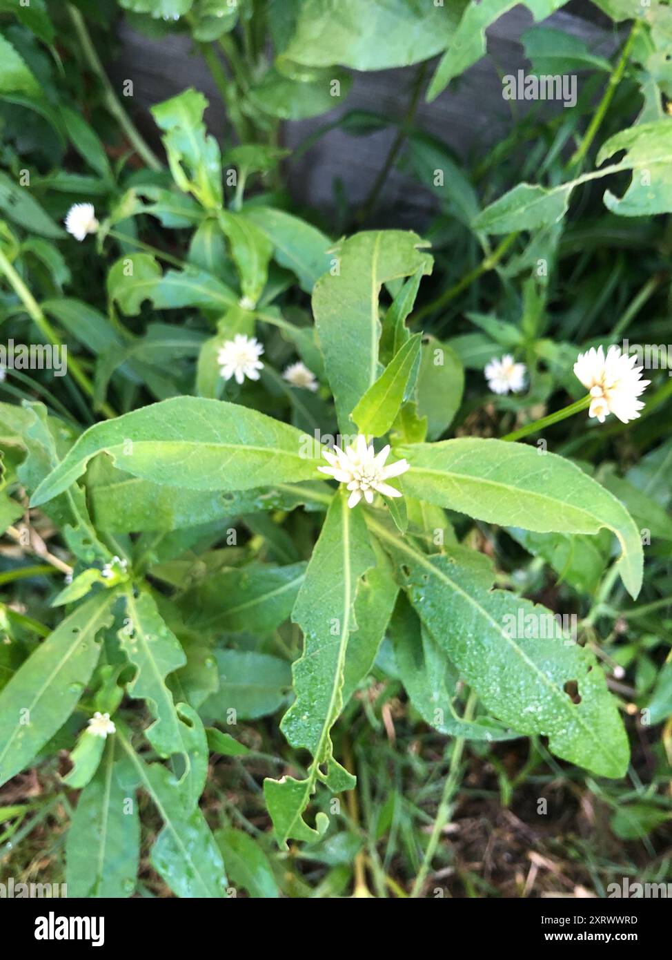 Alligatorweed (Alternanthera philoxeroides) Plantae Stock Photo - Alamy