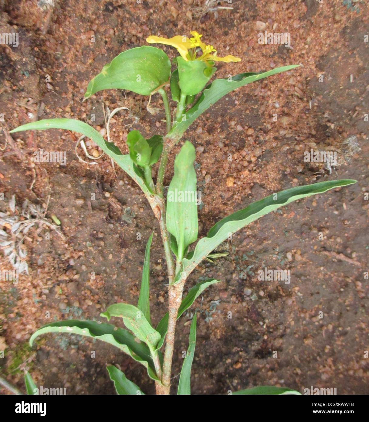 African Yellow Dayflower (Commelina africana) Plantae Stock Photo - Alamy