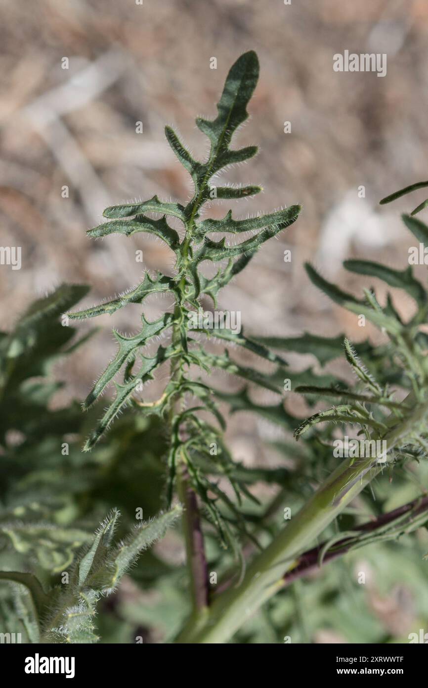 Tall Tumblemustard (Sisymbrium altissimum) Plantae Stock Photo - Alamy