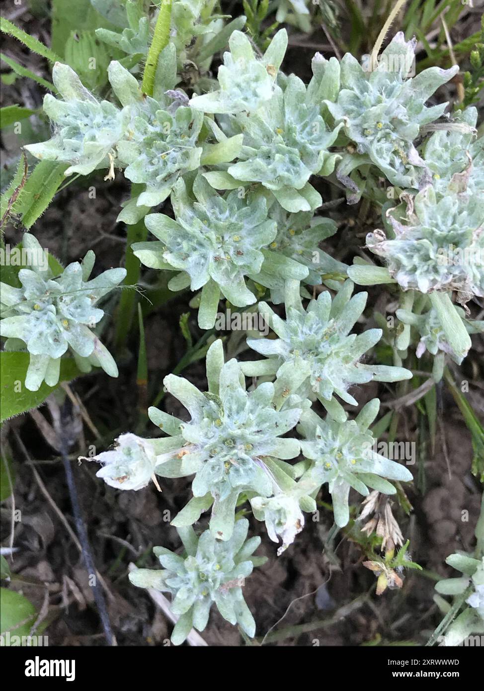 flathead rabbit tobacco (Diaperia prolifera) Plantae Stock Photo - Alamy