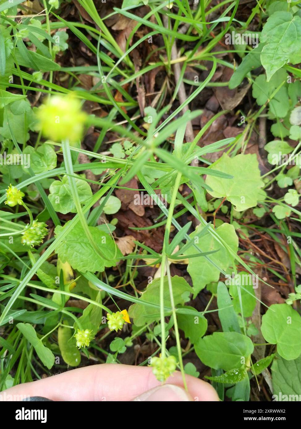 flowering plants (Angiospermae) Plantae Stock Photo - Alamy