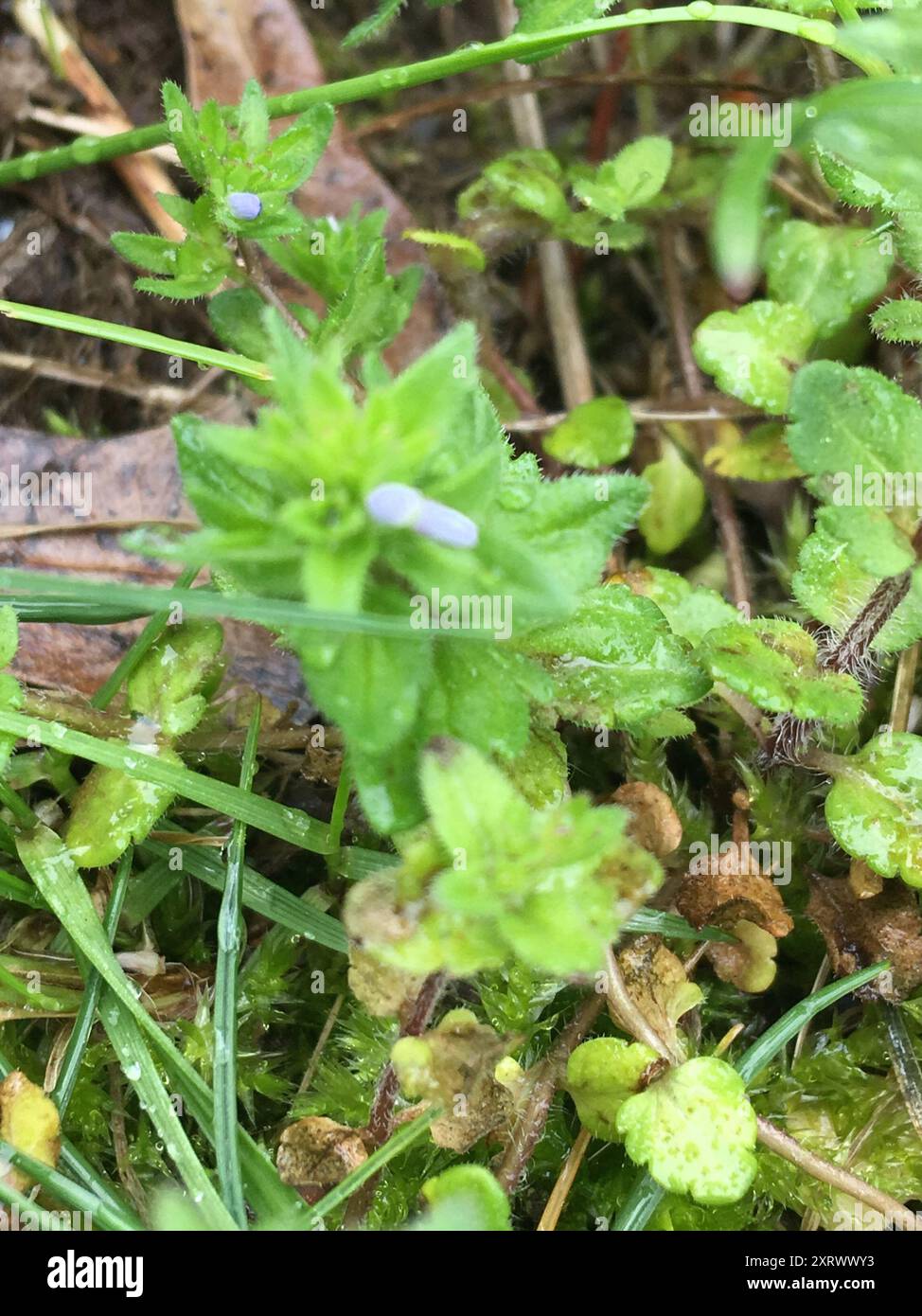 corn speedwell (Veronica arvensis) Plantae Stock Photo - Alamy