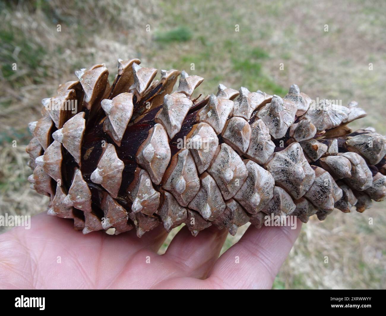 maritime pine (Pinus pinaster) Plantae Stock Photo - Alamy
