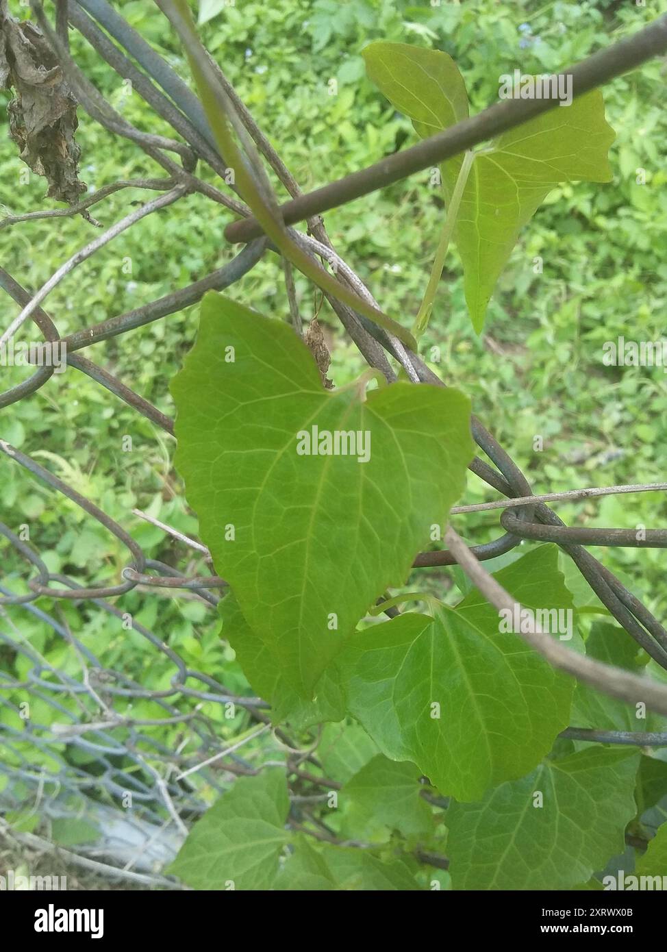 mile-a-minute (Mikania micrantha) Plantae Stock Photo - Alamy