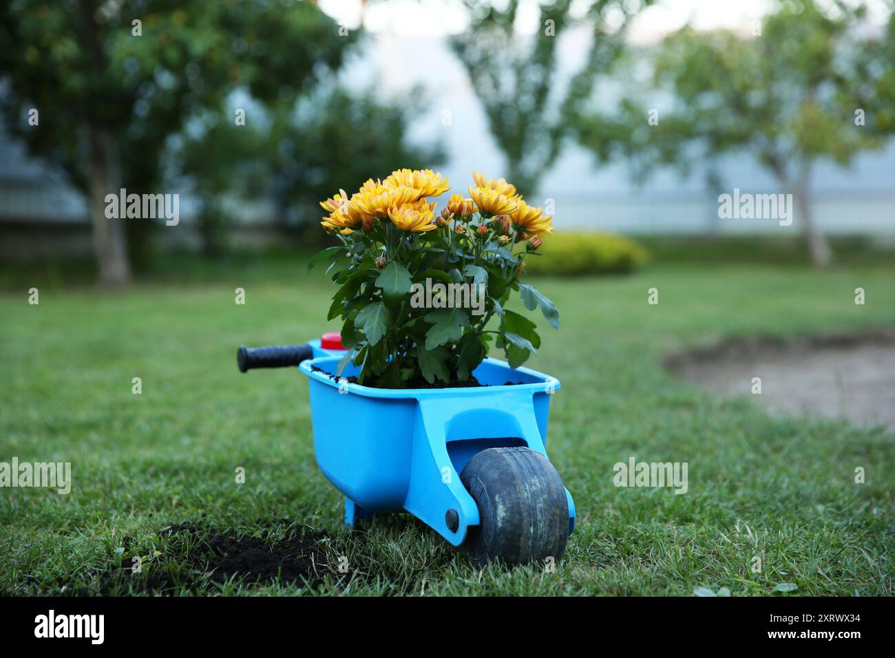 Small wheelbarrow with beauty flowers in backyard Stock Photo - Alamy