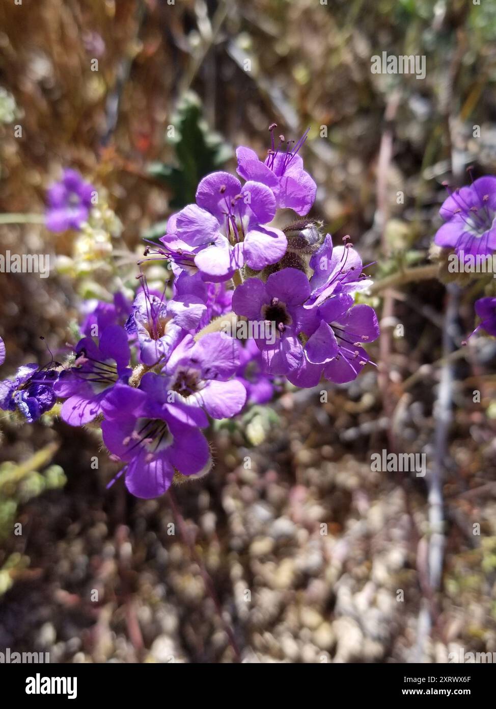 Notch leaf scorpionweed hi-res stock photography and images - Alamy