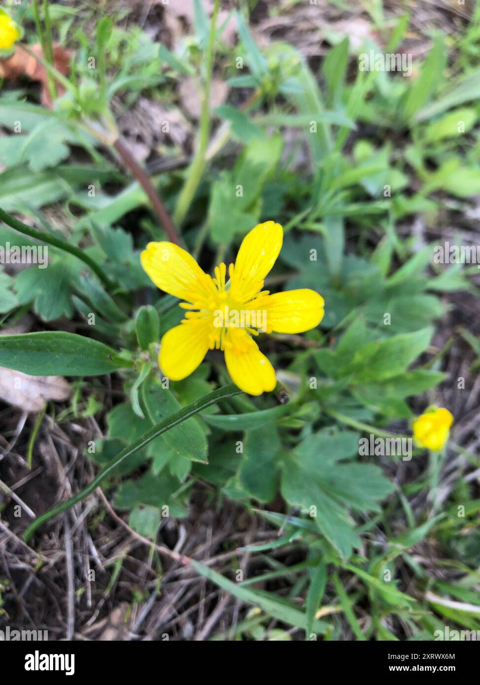 Western Buttercup (Ranunculus occidentalis) Plantae Stock Photo - Alamy