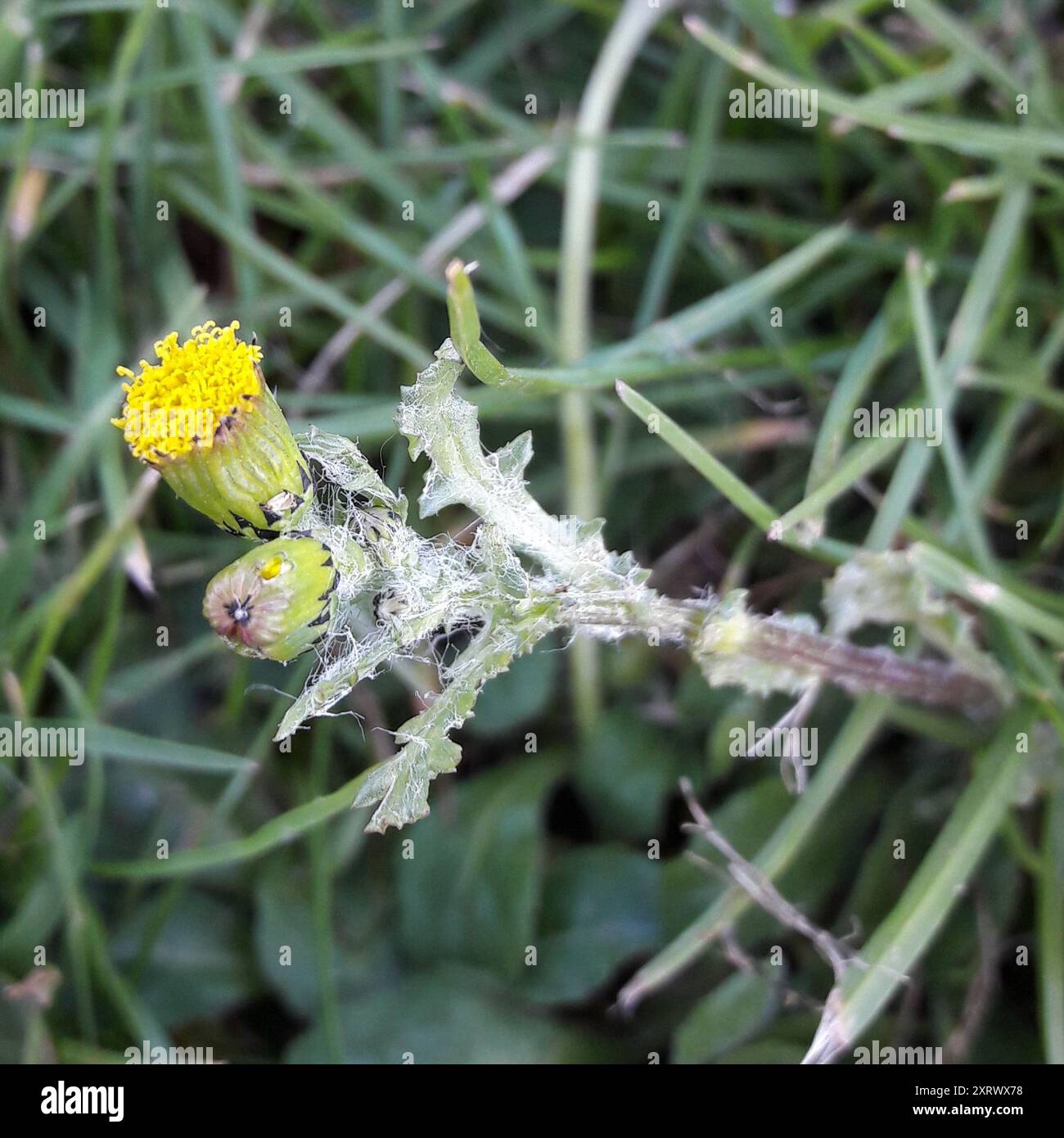 common groundsel (Senecio vulgaris) Plantae Stock Photo - Alamy